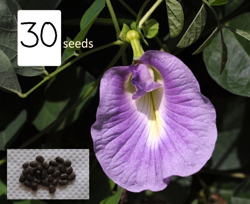 Dam Katarolu Beeja are now available from www.ceylongreenmarket.lk