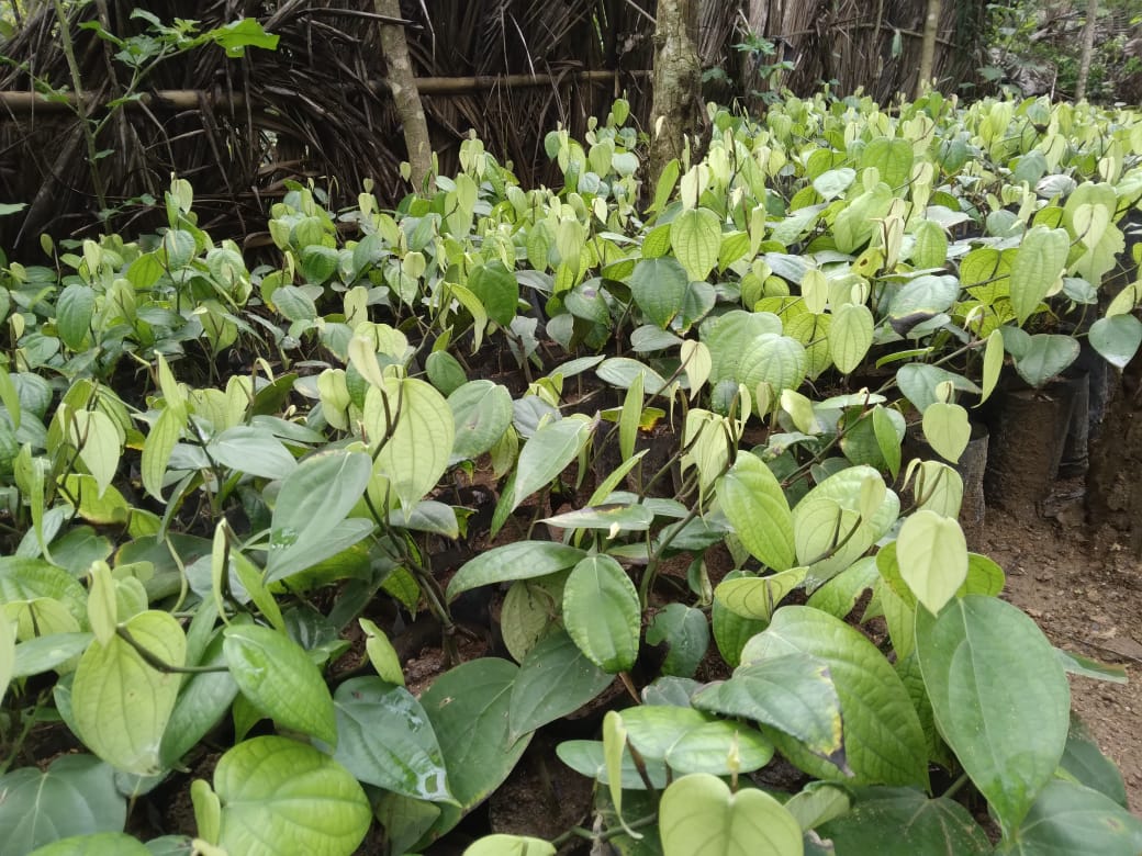 Black Pepper is now available from www.ceylongreenmarket.lk