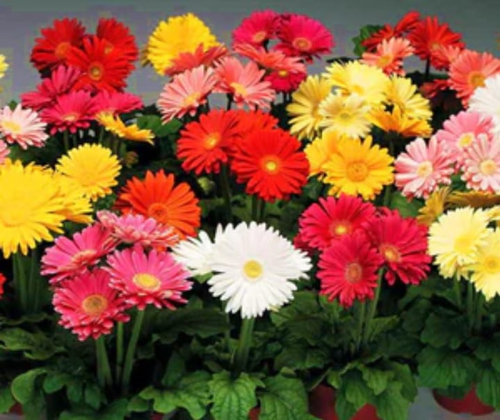 Jebra Flowers are now available from www.ceylongreenmarket.l